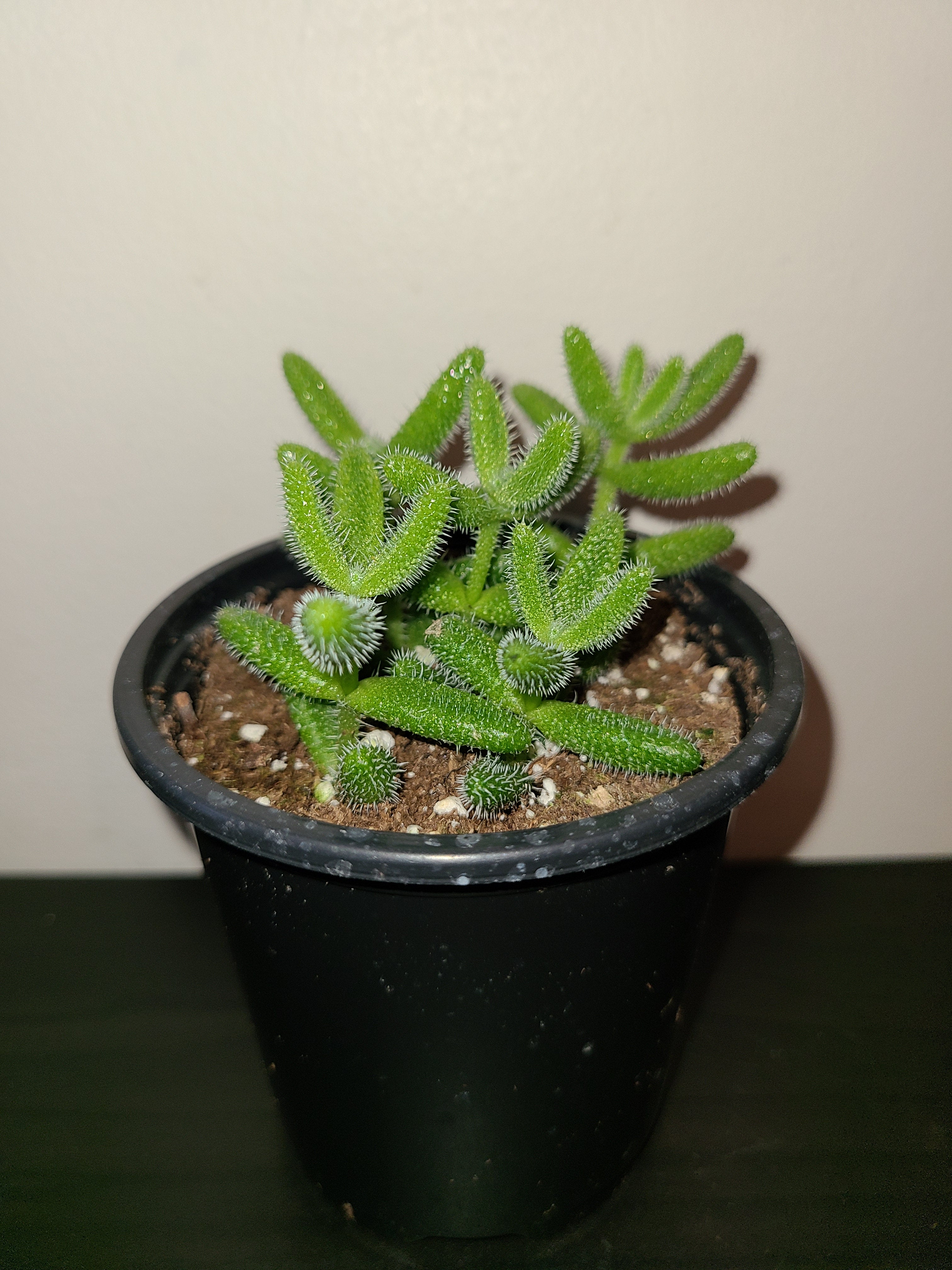 Pickle Plant in 3.5 inch pots | Plants on Plants on Plants