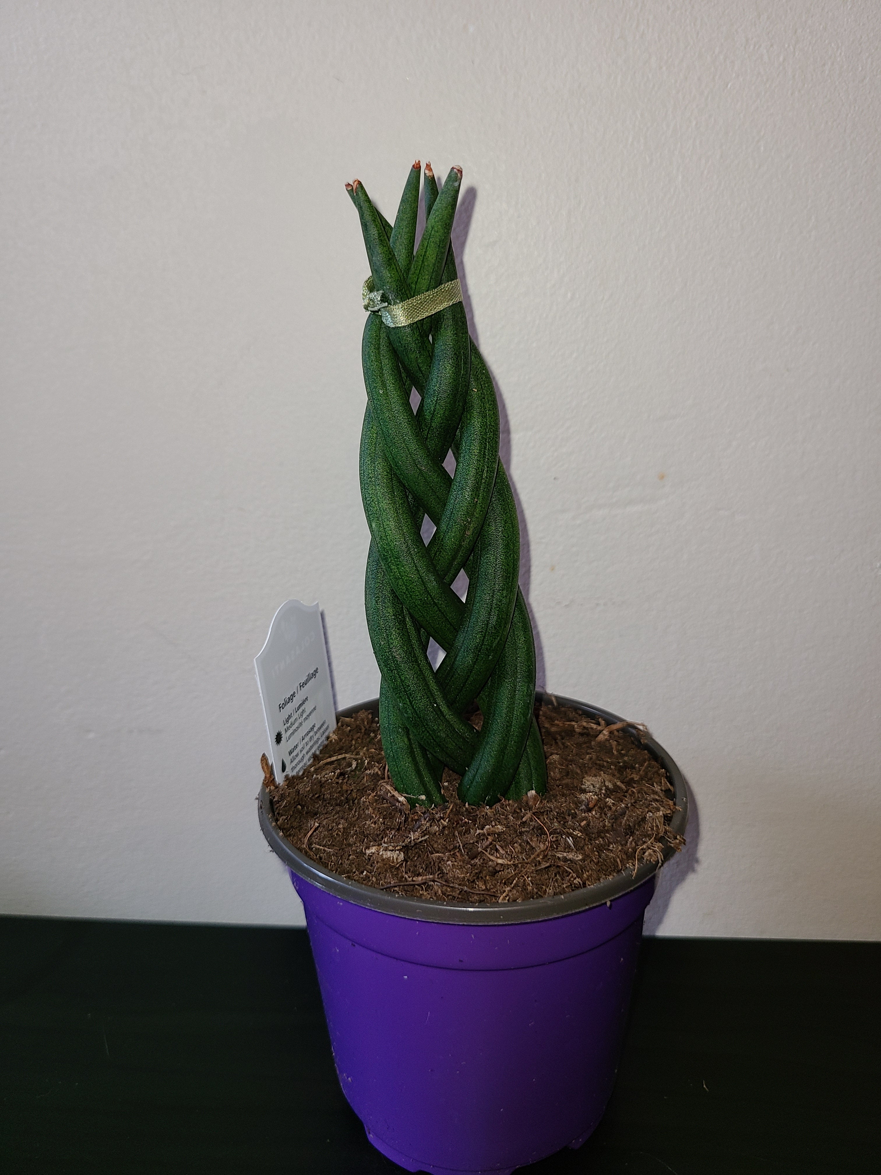 Sansevieria Braids in 4" Pots | Plants on Plants on Plants