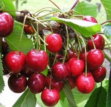 Cherry Van | Plants on Plants on Plants