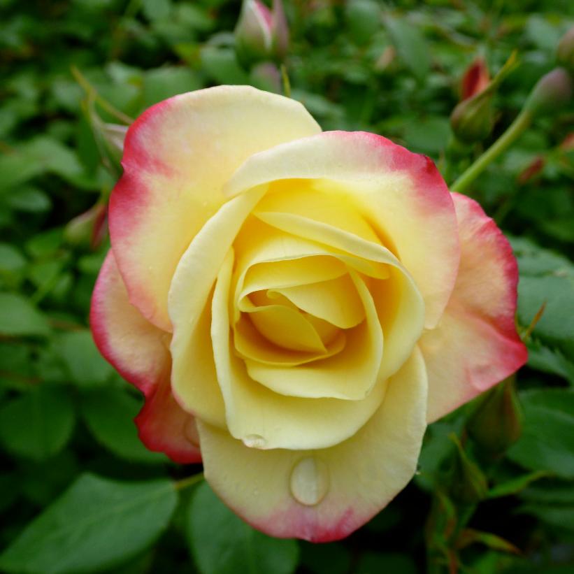 Rose Rosa Campfire | Plants on Plants on Plants