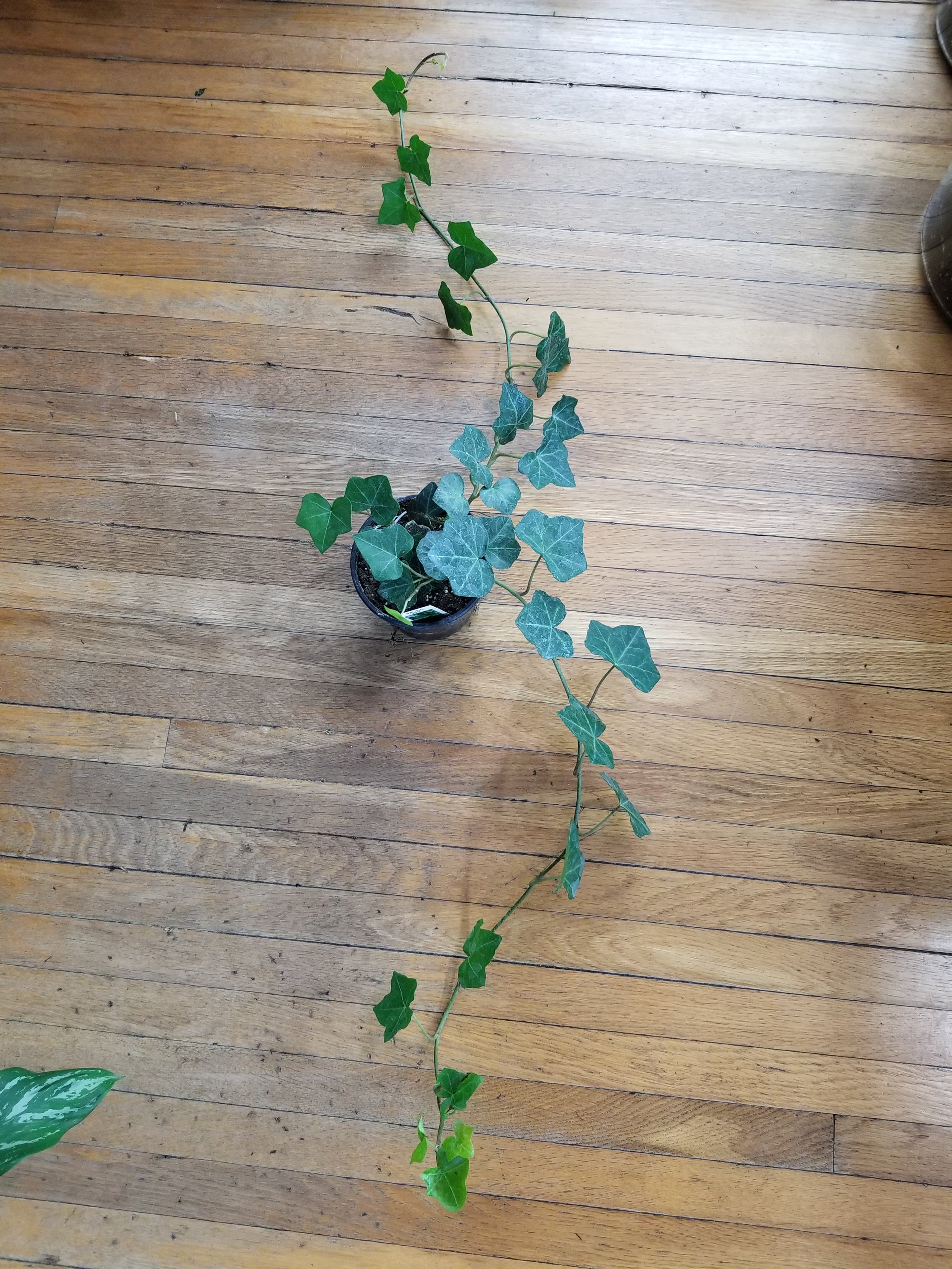 Baltic Ivy in 4" Pots | Plants on Plants on Plants