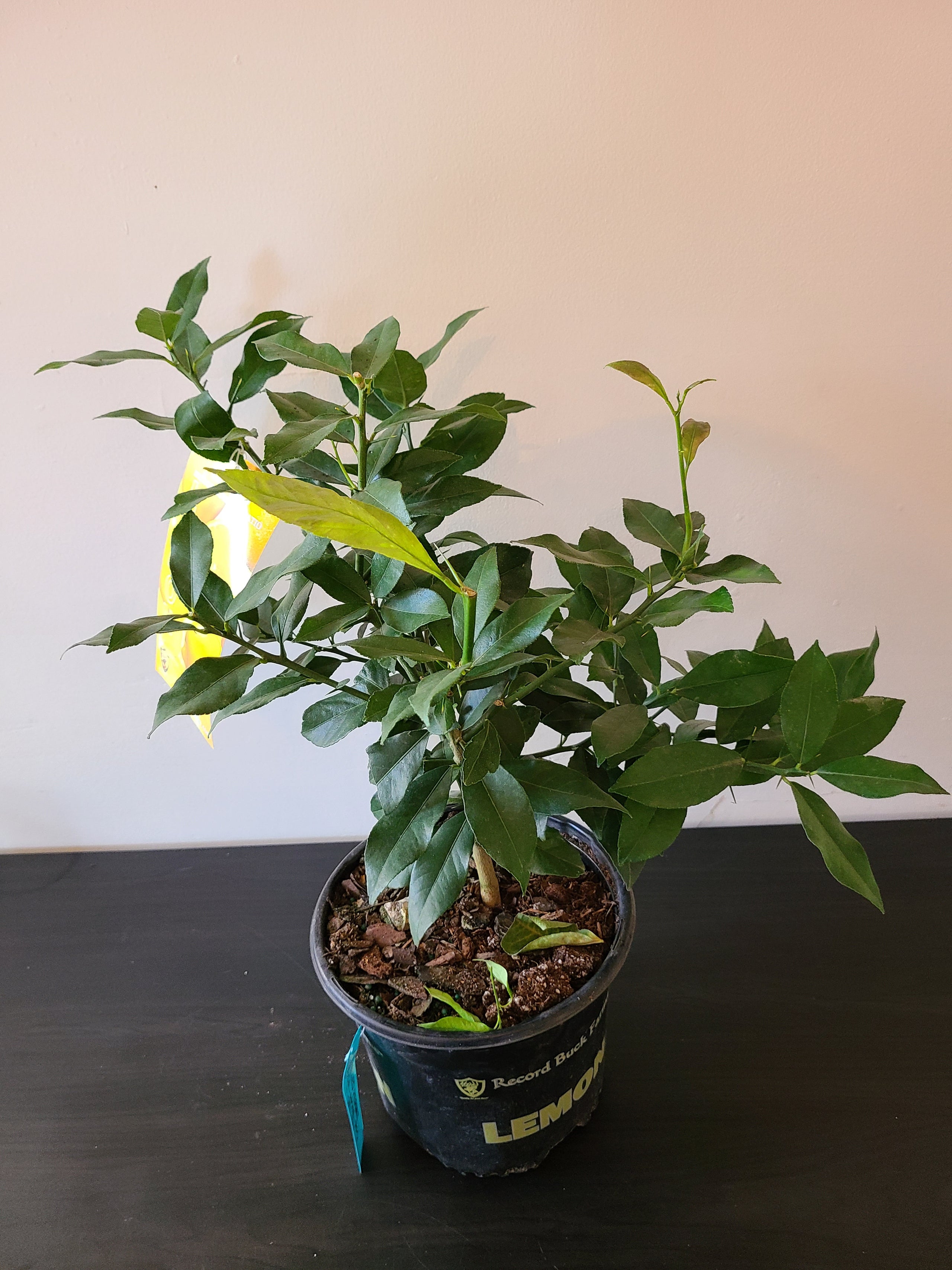 Meyer Lemon Tree in 1 gallon Pots | Plants on Plants on Plants