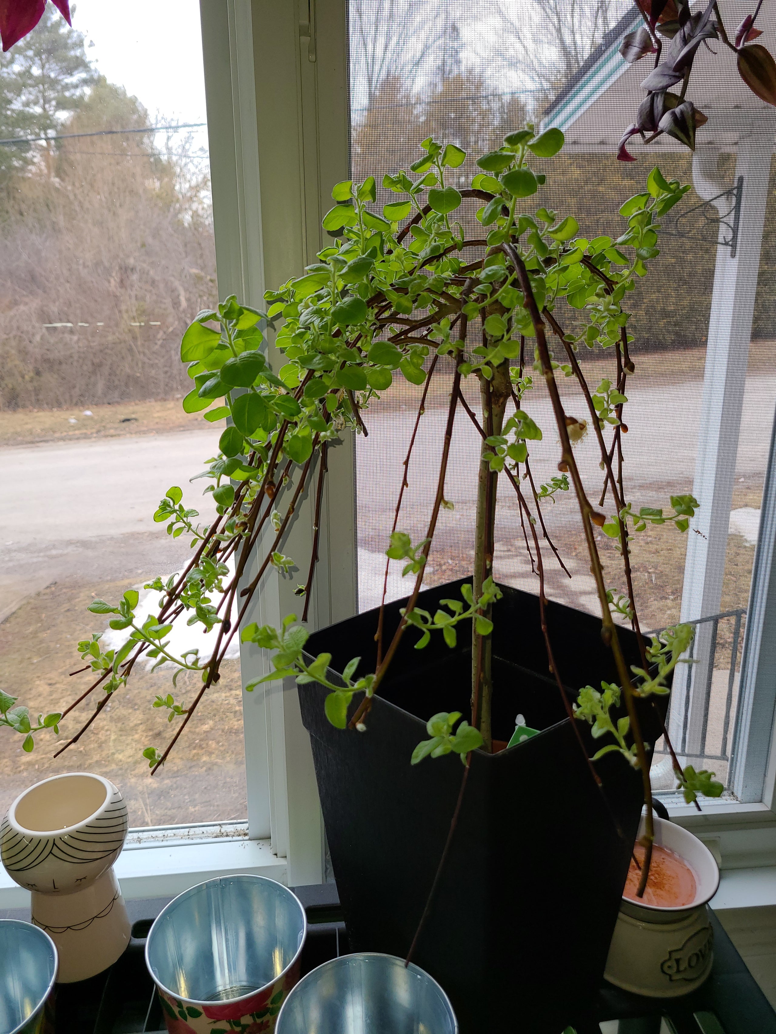 Weeping Willow in 6 inch Plastic Terra Cotta Pot & Saucer | Plants on ...