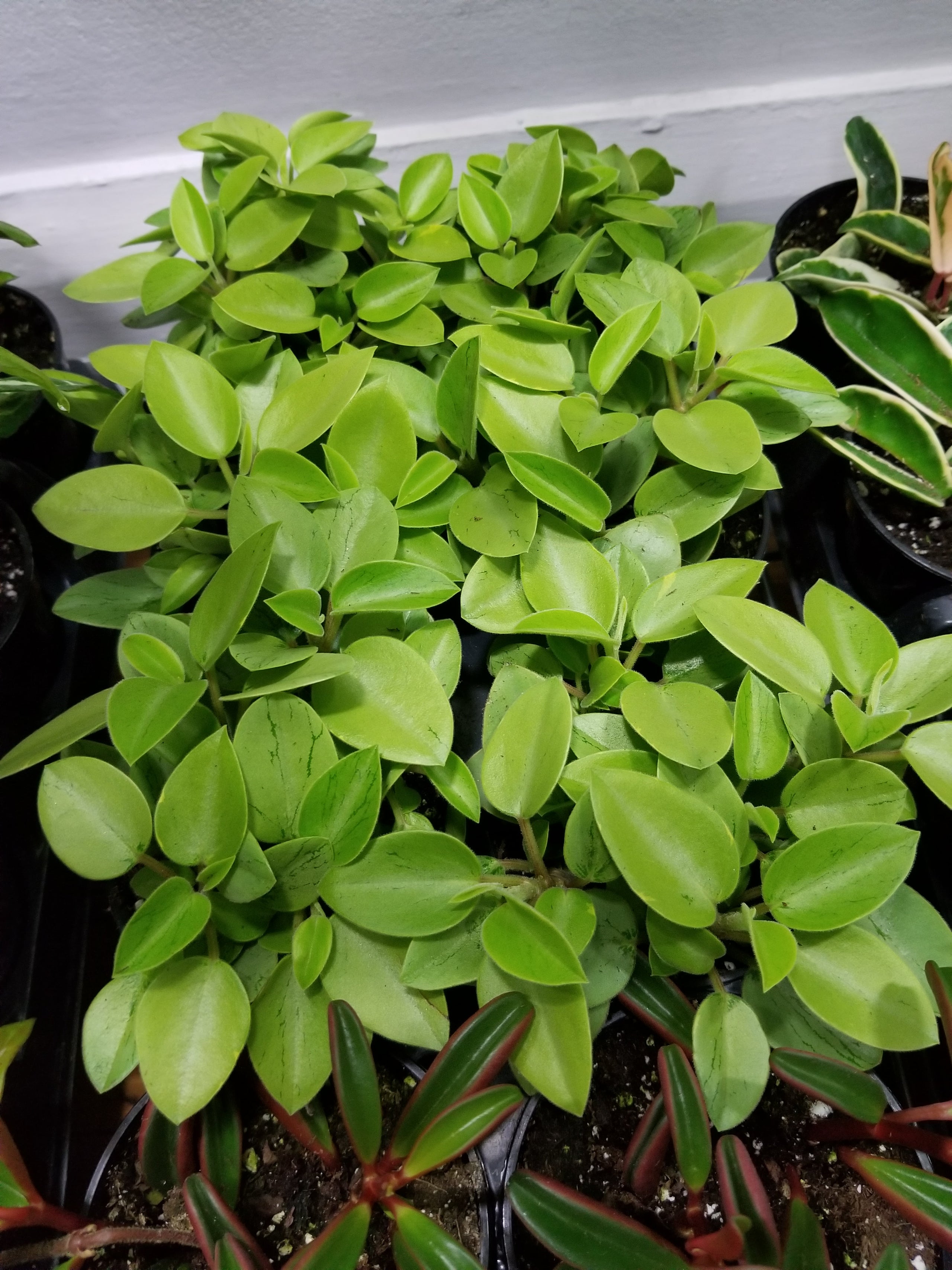 Peperomia Pixie Lime | Plants on Plants on Plants