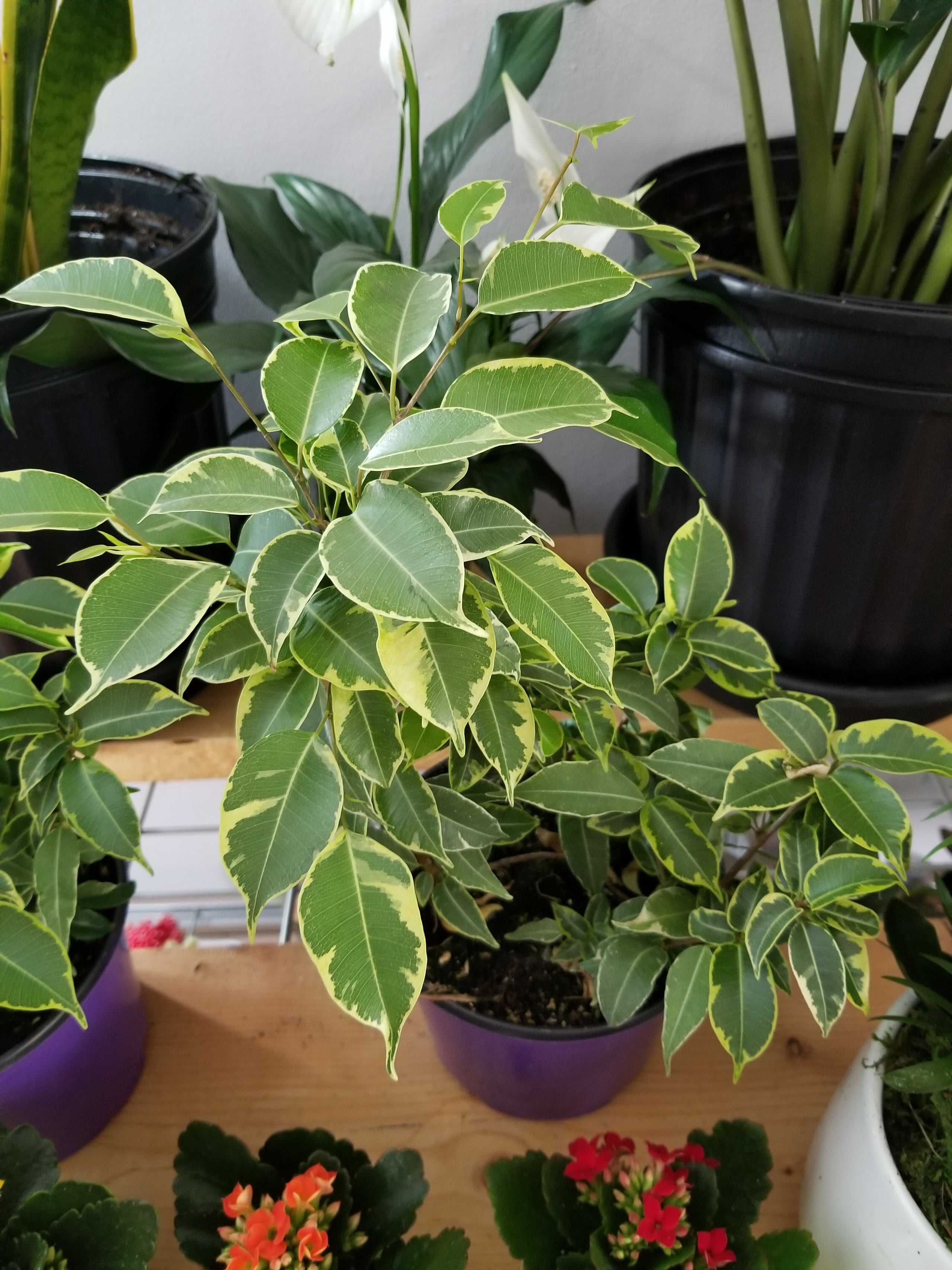 Ficus Neon Marguerite in 6" Pots | Plants on Plants on Plants