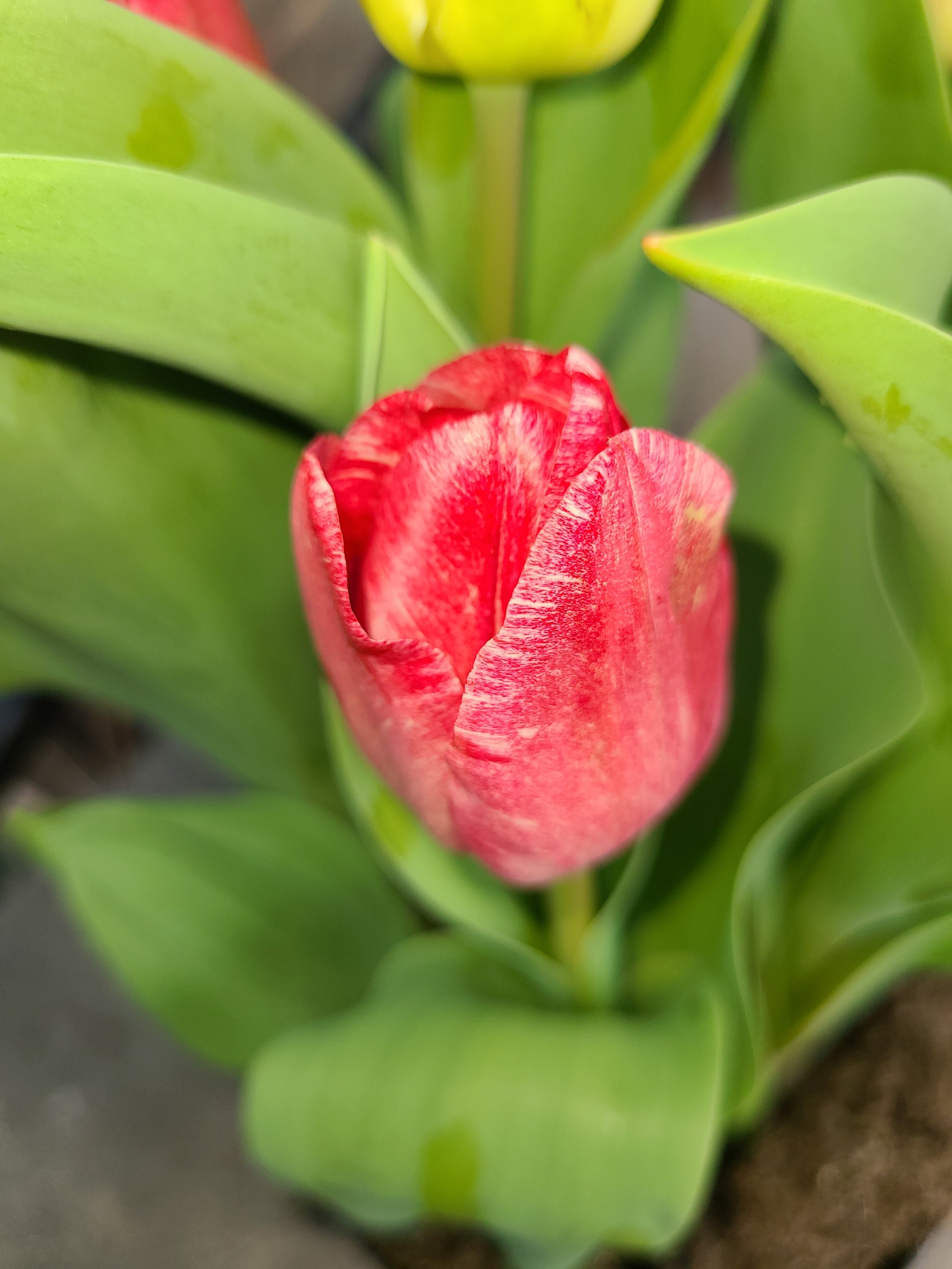 Tulips in 6 inch pots | Plants on Plants on Plants